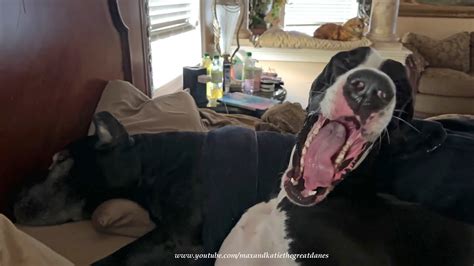 Yawning Great Dane Loves To Cuddle Up In Bed On Top Of Sister Dog Youtube