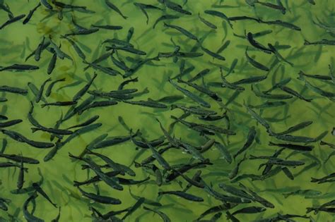 Premium Photo Closeup Of School Of Juvenile Fish In The Freshwater
