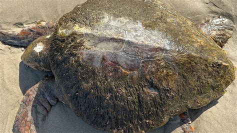 Endangered Loggerhead Sea Turtle Found Dead On Manzanita Beach