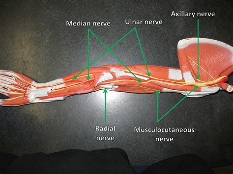 Axillary Nerve Model