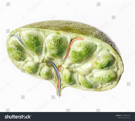 Lymph Node Section 3d Rendering Stock Illustration 1284962746
