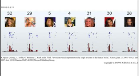 Psych 120a Object Recognition Part 2 Flashcards Quizlet