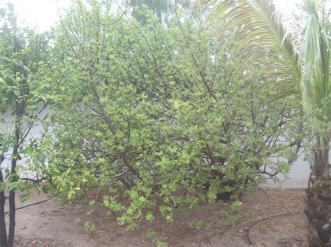 Scientific Name Cyrtocarpa Edulis For B Bodies Only Classic Mopar Forum