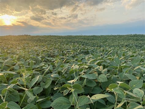 New Bayer Genetics To Open Up Soybean Herbicide Tolerance Grainews