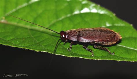 Order Blattodea Cockroaches — Coke Smith Wildlife