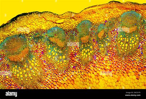 Sunflower Stem Light Micrograph Of A Transverse Section Through The