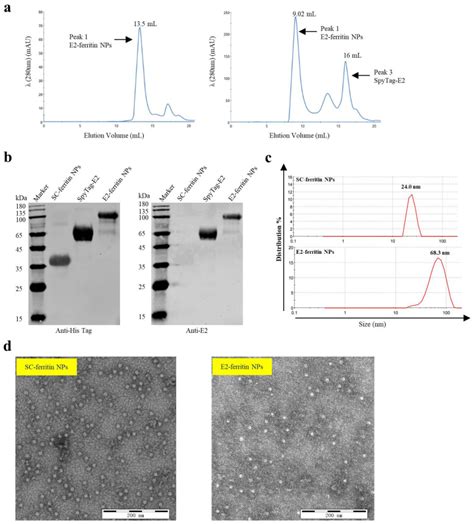 Ferritin Nanoparticle Delivery Of The E2 Protein Of Classical Swine