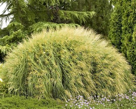 Grass Dwarf Maiden Gulley Greenhouse