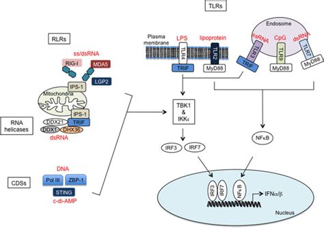 The Role Of Type I Interferons In Intestinal Infection Homeostasis
