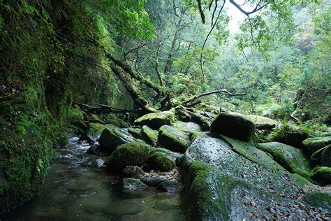 Adventure Travel In Yakushima Walking The Ancient Forest Of The Gods