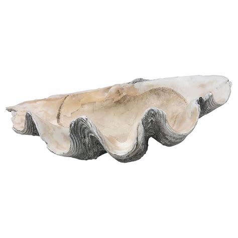 Giant Clam Shell At 1stdibs