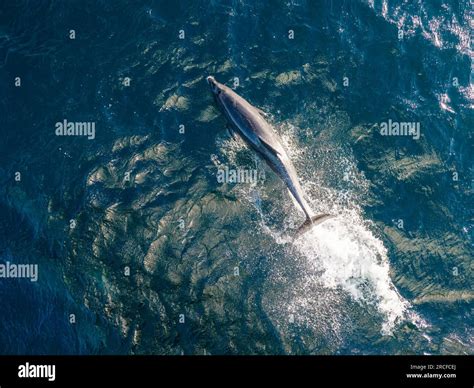 Adult Common Bottlenose Dolphin Tursiops Truncatus Bowriding On The