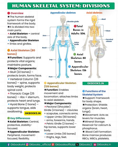 Gkbooks 𝐃𝐢𝐯𝐢𝐬𝐢𝐨𝐧𝐬 𝐨𝐟 𝐭𝐡𝐞 𝐒𝐤𝐞𝐥𝐞𝐭𝐚𝐥 𝐒𝐲𝐬𝐭𝐞𝐦 𝐄𝐱𝐩𝐥𝐚𝐢𝐧𝐞𝐝 𝐀𝐱𝐢𝐚𝐥 𝐯𝐬 𝐀𝐩𝐩𝐞𝐧𝐝𝐢𝐜𝐮𝐥𝐚𝐫 𝐌𝐚𝐝𝐞 𝐄𝐚𝐬𝐲 Do You