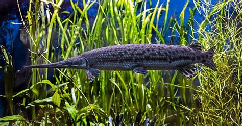 Biggest Needle Nose Gar At Tayla Wilkin Blog