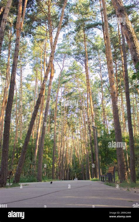 Road In The Forest Sunlight Rays Through Trees Lush Tranquil Landscape Empty Way In Woods