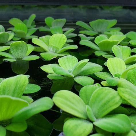 Scape Brothers Rare Dwarf Water Letuce Floating Pistia Stratiotes