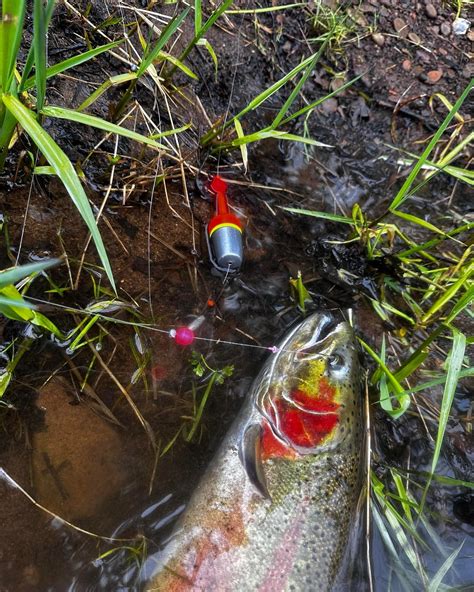 Got These Images Elevated Tackle Steelhead Stalkers Facebook