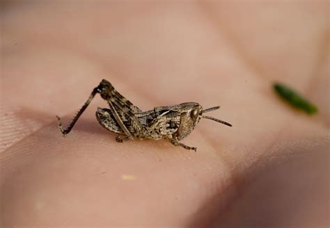 Huge Locust Swarms Are Threatening Food Security But Drones Could Help Stop Them Evening Report