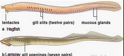 Zoology Library Zoology Library