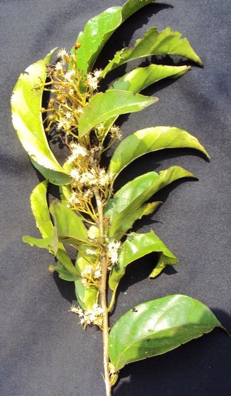 Ehretia Laevis Eflora Of India