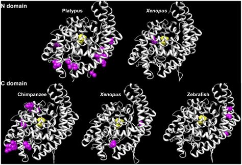 Ace Structures Have Been Modeled For Four Species Based On Human Pdb