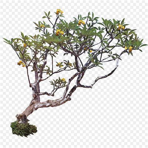 Lukisan Pohon Kamboja