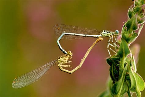 La Reproduction Des Libellules En Détails Et En Images La Salamandre
