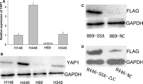 Manipulation Of Yap1 Levels In Small Cell Lung Cancer Cell Lines A