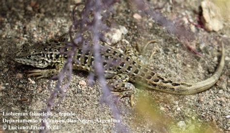 Liolaemus Tehuelche The Reptile Database