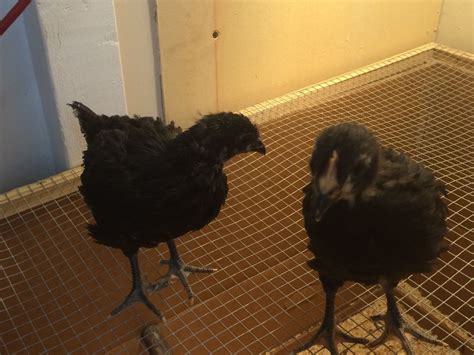 Black Australorp Pullet Or Cockerel Backyard Chickens Learn How To