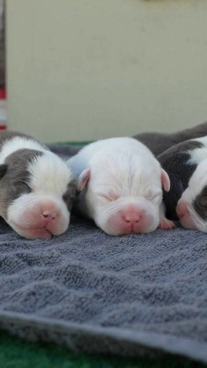 Introducing King Koopa X Nala Pocket American Bully Puppies