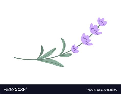 Lavender Flowers Brunch Royalty Free Vector Image