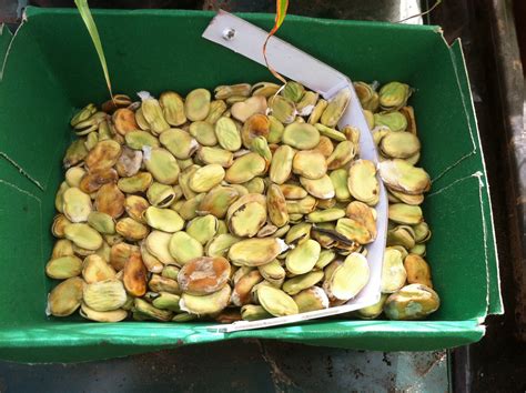 10 Rare Broad Bean Varieties To Grow For Maximum Flavour The Seed