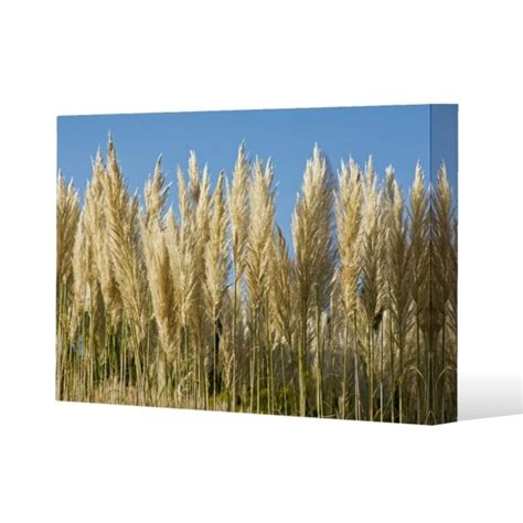 Pampus Grass Canvas Print By Tesco Marketplace