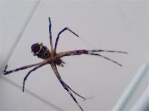 My Step Mom Wanted To Kill It R Spiders