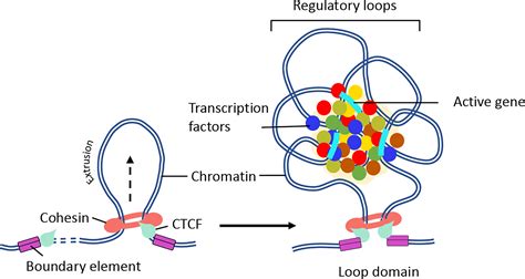 Frontiers Spatial Organization Of Chromatin Transcriptional Control Of Adaptive Immune Cell