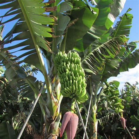 Platano Vivero El Encanto