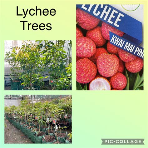 Lychee Bravo Nursery