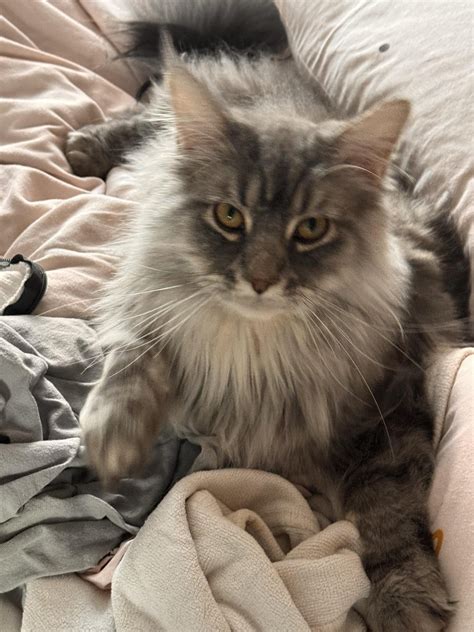 Rbf Rcats