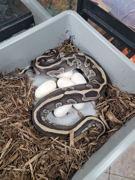 Leopard Mojave Ball Python By Jdi Pythons Llc Morphmarket