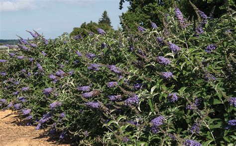 Dapper® Blue Buddleia Star® Roses And Plants