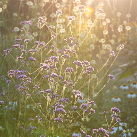 Tall Verbena Plants Verbena Bonariensis