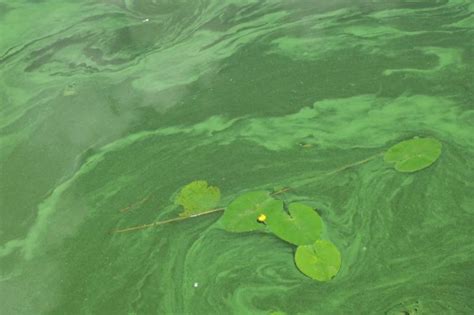 Understanding The Dangers Of Blue Green Algae Health And Detox And Vitamins