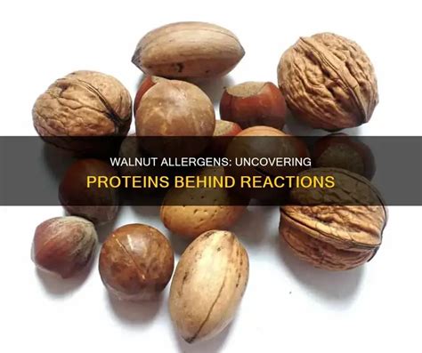 Walnut Allergens Uncovering Proteins Behind Reactions Medshun