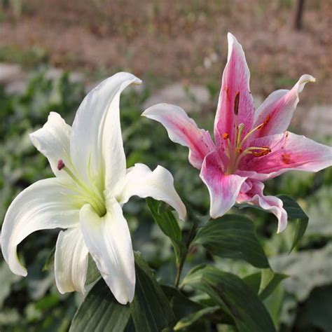 Buy Lily Bulbs In Ireland At Best Online Prices Cheap Delivery