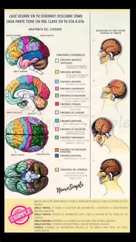 Funciones De La Anatomía Del Cerebro Diagrama Del Cerebro Y Sus