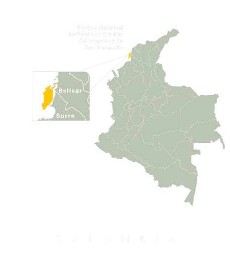 Corales Parques Nacionales Naturales De Colombia