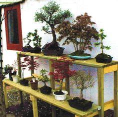 Bonsai 13 Ways To Display Bonsai Ideas To Save Today Bonsai Tree
