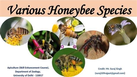Different Breeds Of Honey Bees The Three Bees Types Of Honey Bees