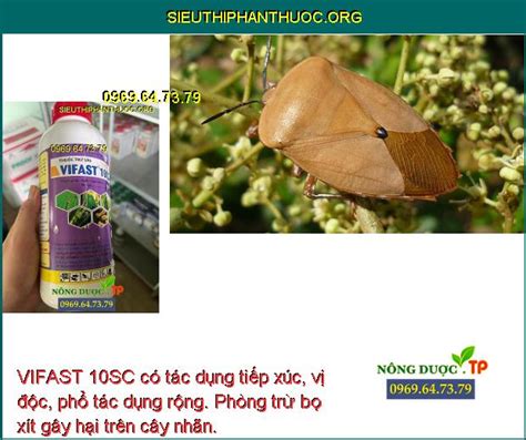 Vifast 10sc Đặc Trị Bọ Xít Trên Lúa Mối Trên Cà Phê Cao Su SiÊu ThỊ PhÂn ThuỐc